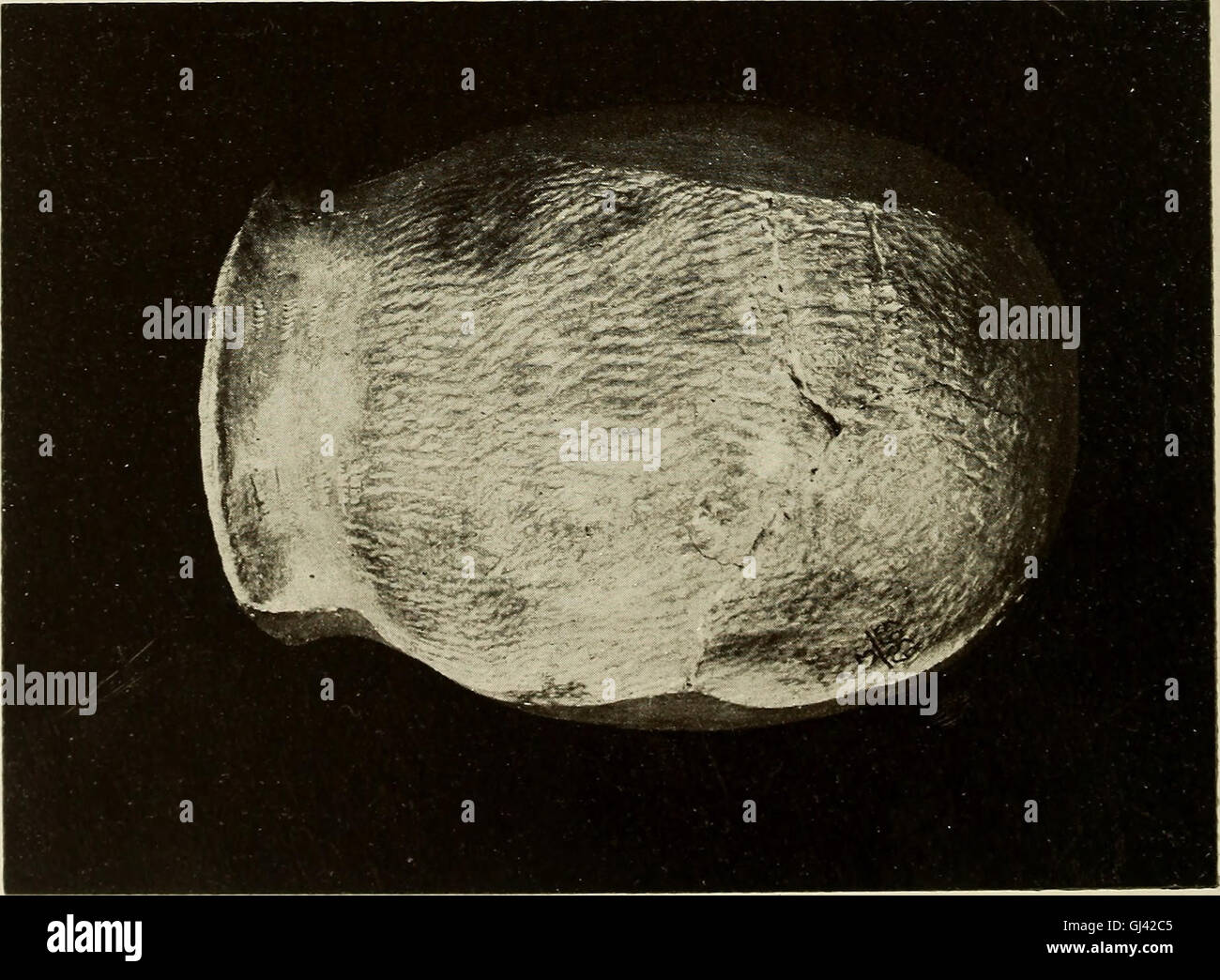 A 1915 exploration of a Munsee cemetery near Montague, New Jersey ...