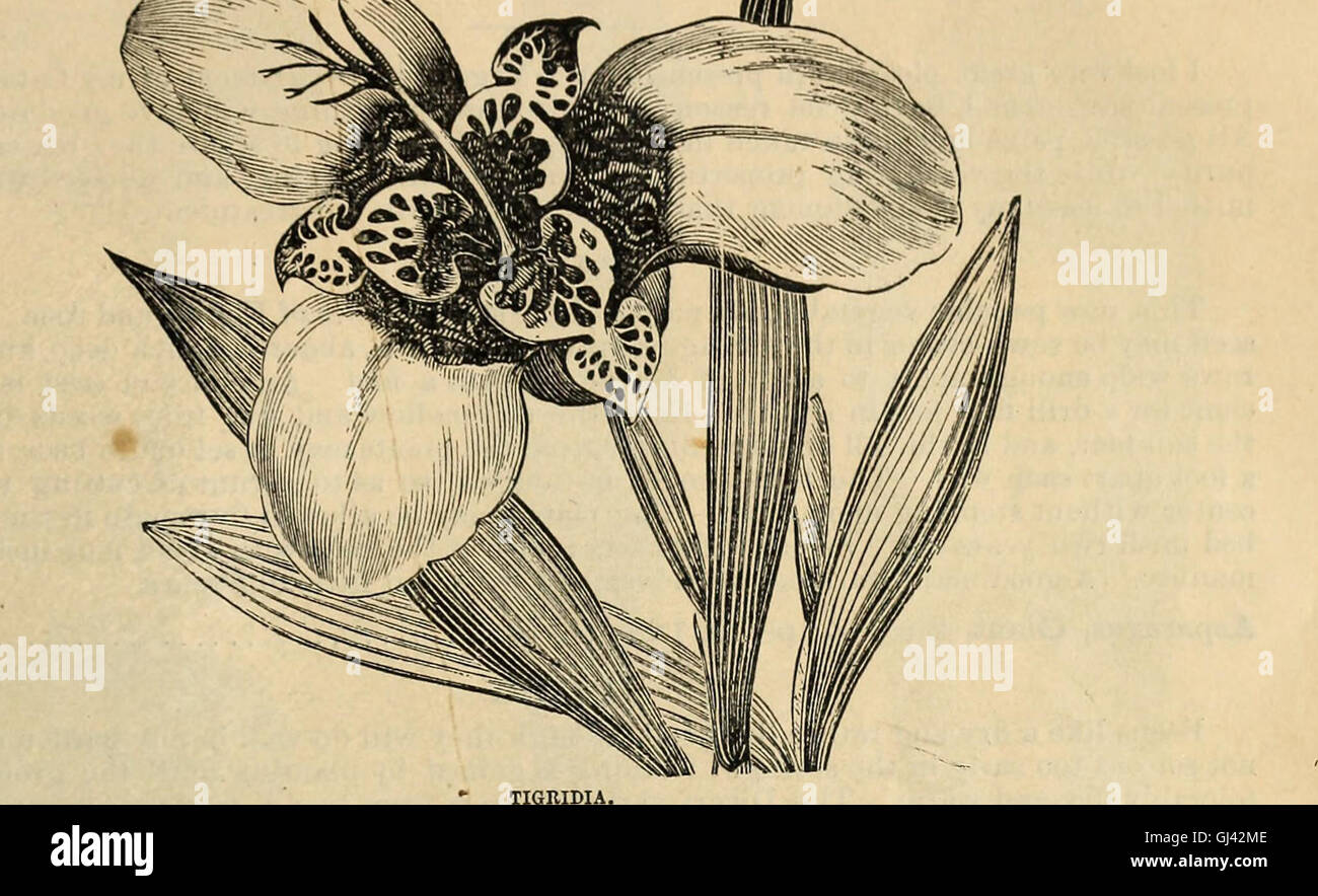 This 1868 illustrated catalogue and floral guide offers detailed ...