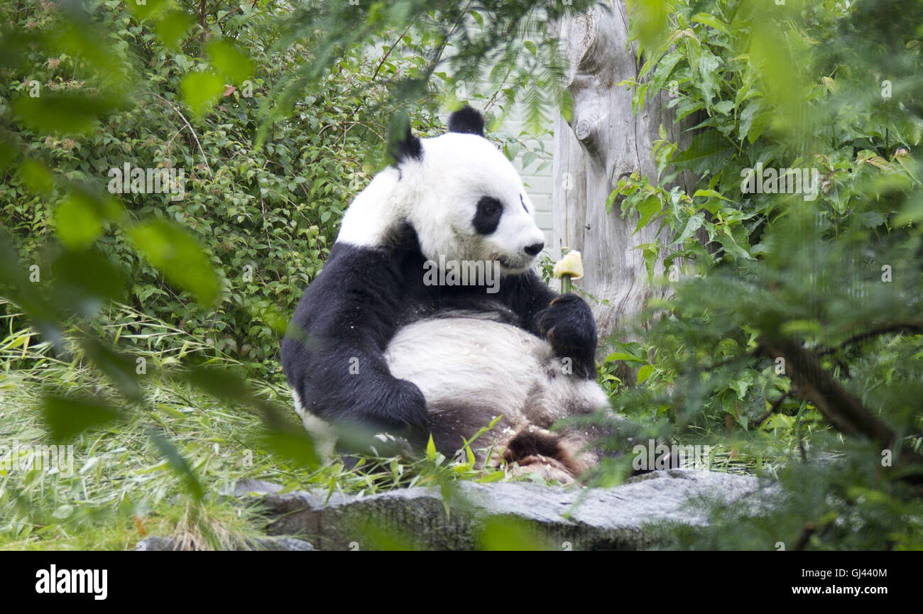 Edinburgh zoo pandas hi-res stock photography and images - Alamy