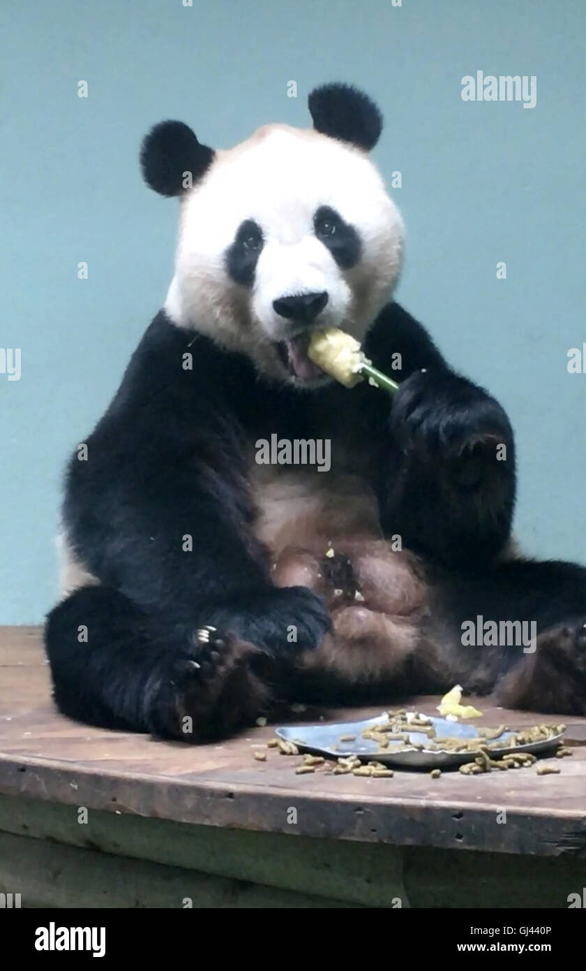 Edinburgh, Britain. 11th Aug, 2016. The Chinese giant panda Yang Guang ...