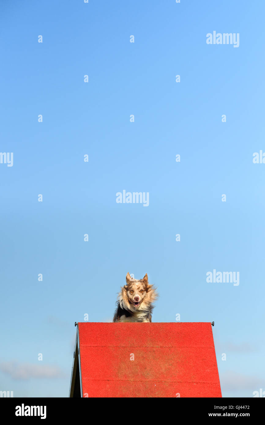 Two dogs observe hi-res stock photography and images - Alamy