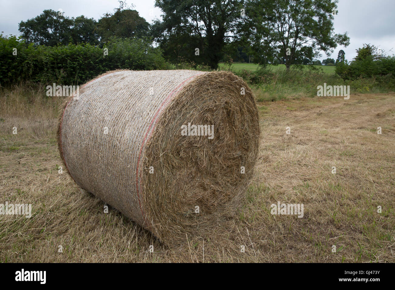 Rolls of Hay that have just been harvested in a field in Wales Stock ...