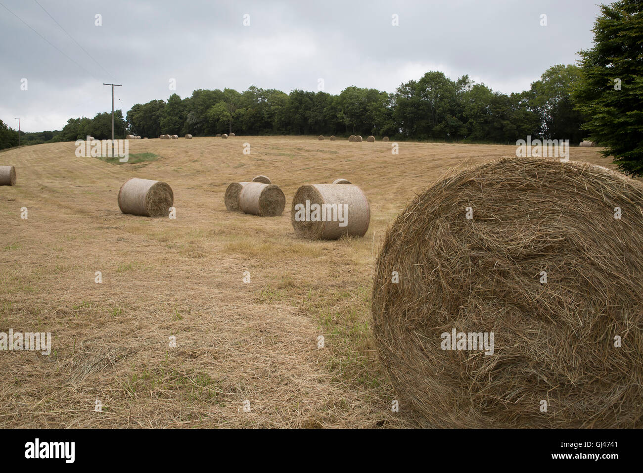 Rolls of Hay that have just been harvested in a field in Wales Stock ...
