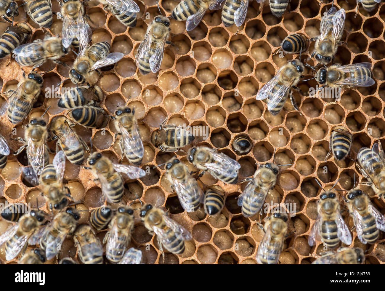 Nurse bees hi-res stock photography and images - Alamy