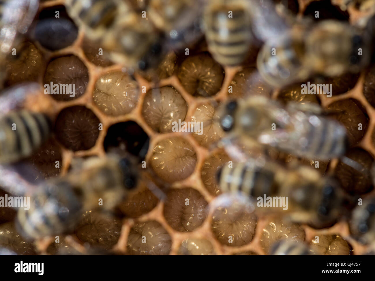 Nurse bees hi-res stock photography and images - Alamy