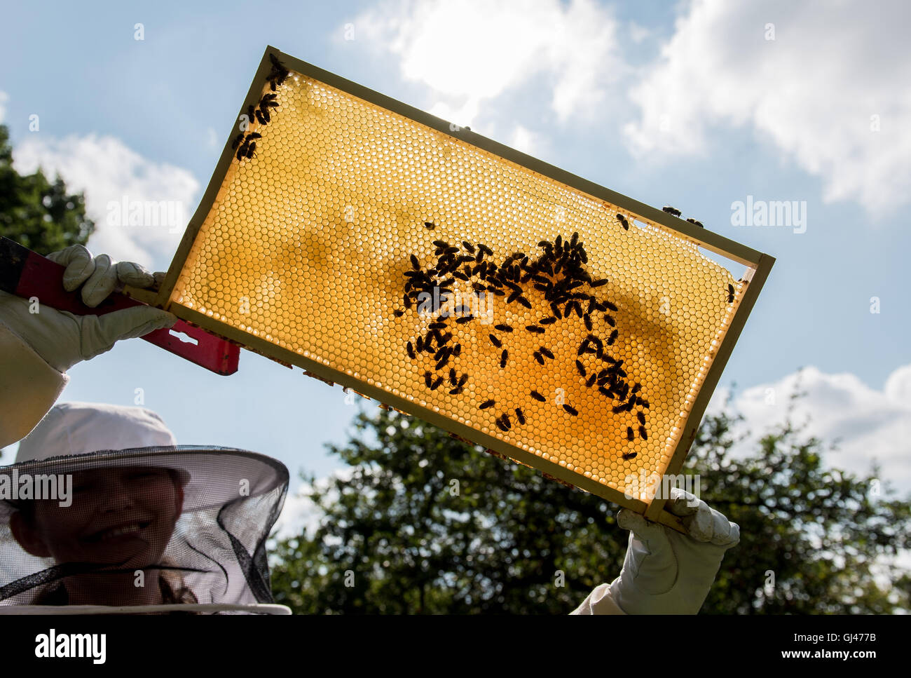 Goeppingen, Germany. 11th Aug, 2016. A bee keeper checks a bee ...