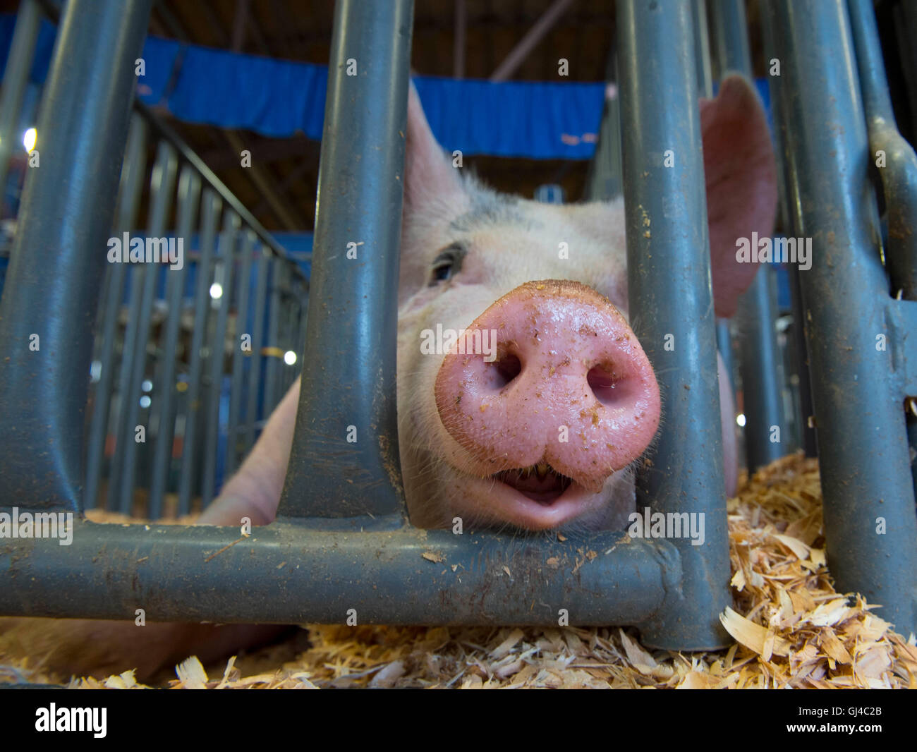 Roseburg, Oregon, USA. 12th Aug, 2016. A pig looks out of its cage ...