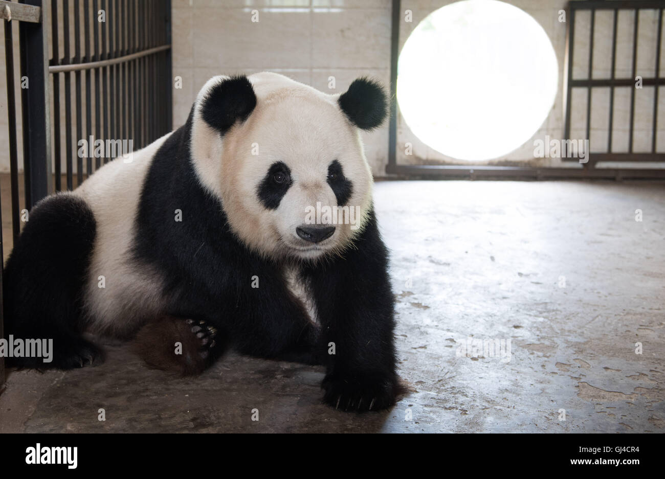Huaying. 13th Aug, 2016. Photo taken on Aug. 13, 2016 shows giant panda ...