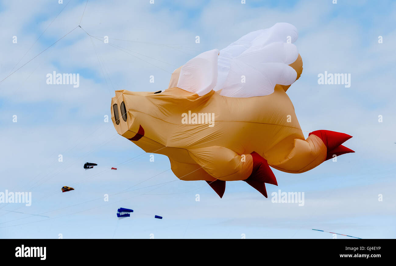 St.Peter Ording, Germany. 13th Aug, 2016. Kites flying during this year ...