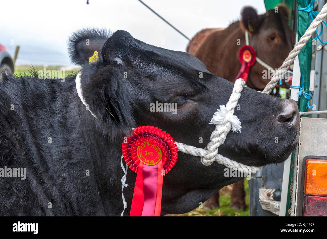 Ardara, County Donegal, Ireland. 13th Aug, 2016. A first prize rosette ...