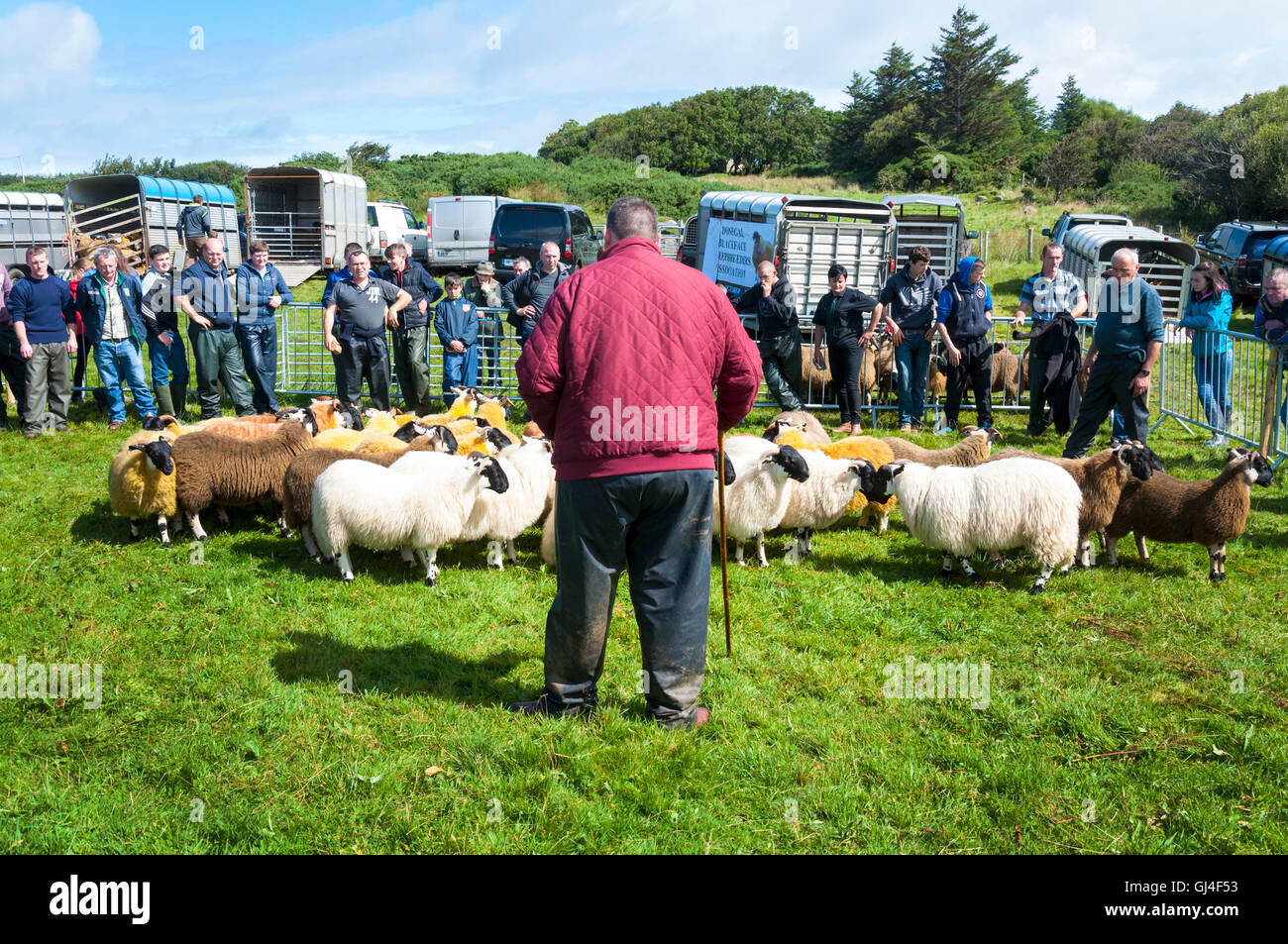 Ardara, County Donegal, Ireland. 13th Aug, 2016. Judging sheep at the ...