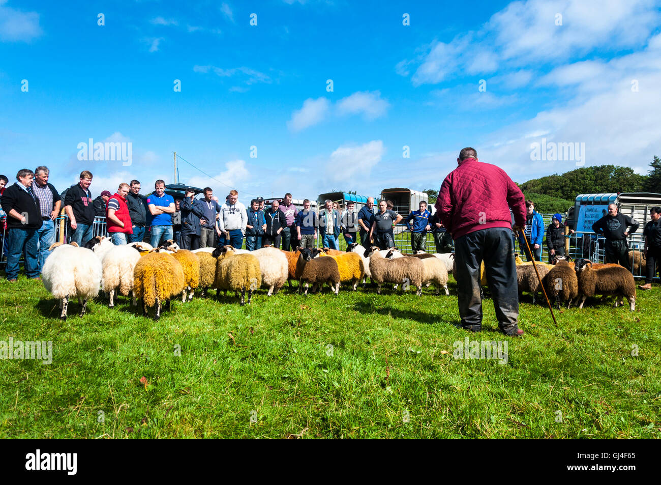 Ardara, County Donegal, Ireland. 13th Aug, 2016. Judging sheep at the ...