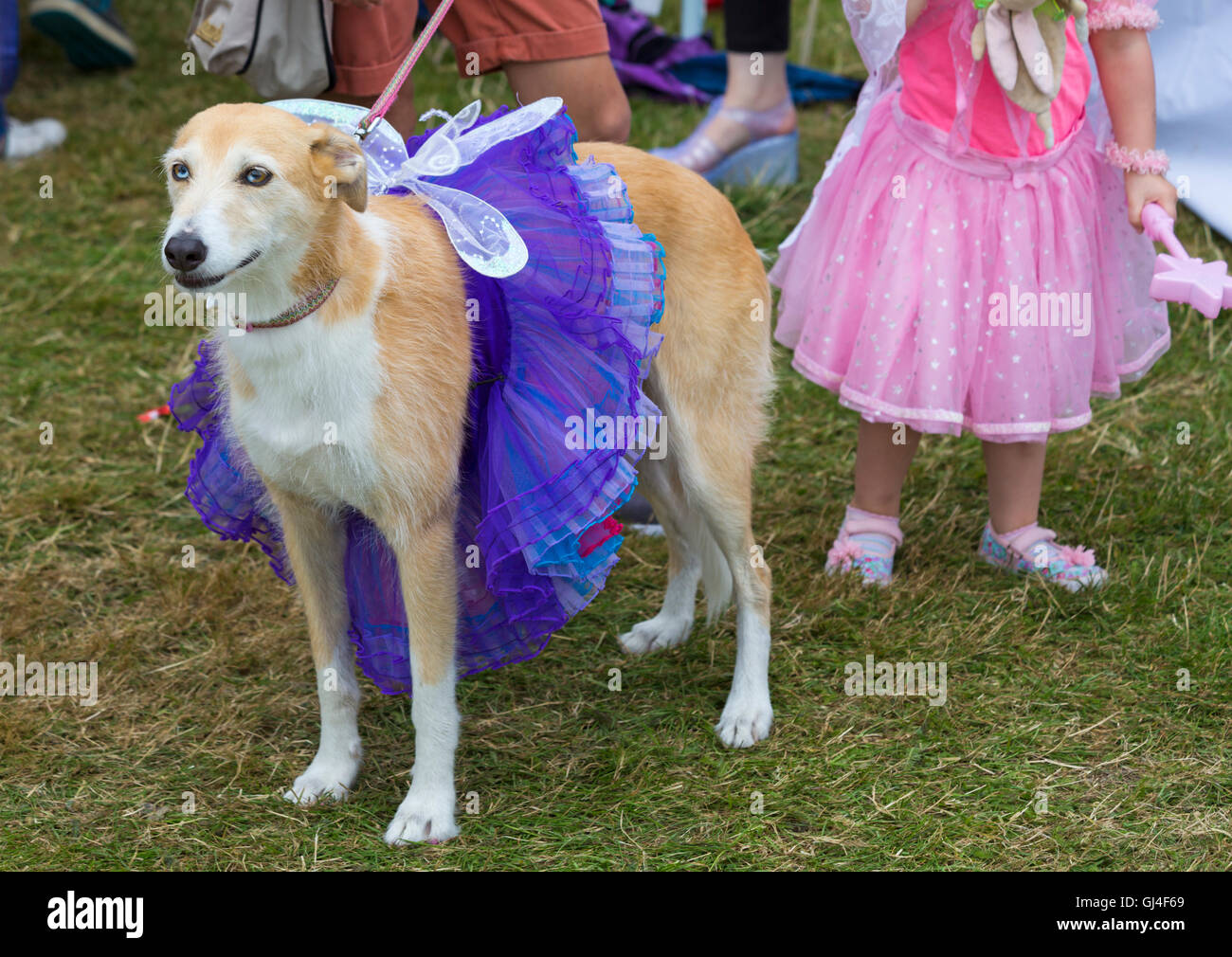 Burley, Hampshire, UK. 13th Aug, 2016. Lurcher dog dressed as a fairy ...