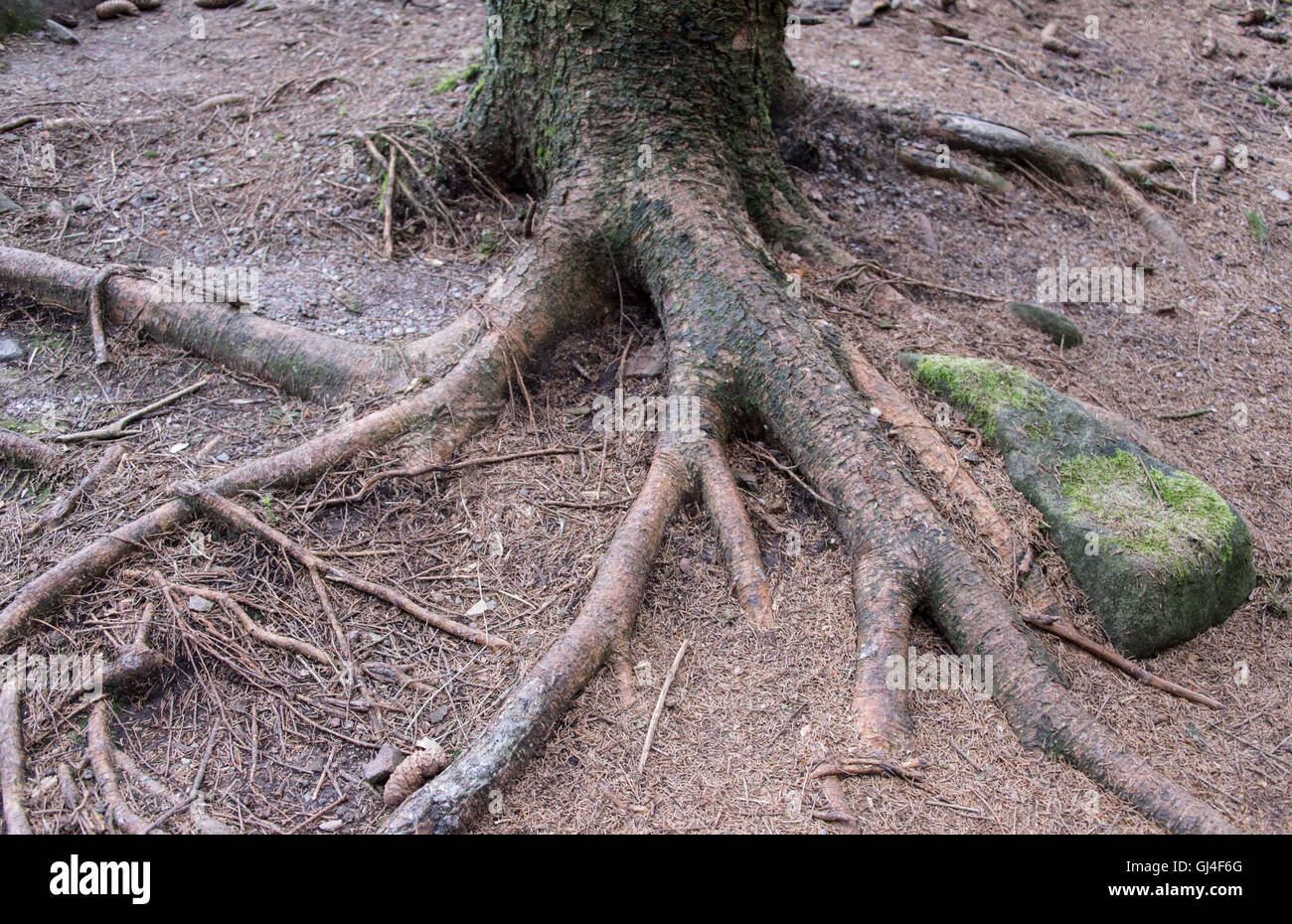 Seebach, Germany. 28th July, 2016. View of the national park ...