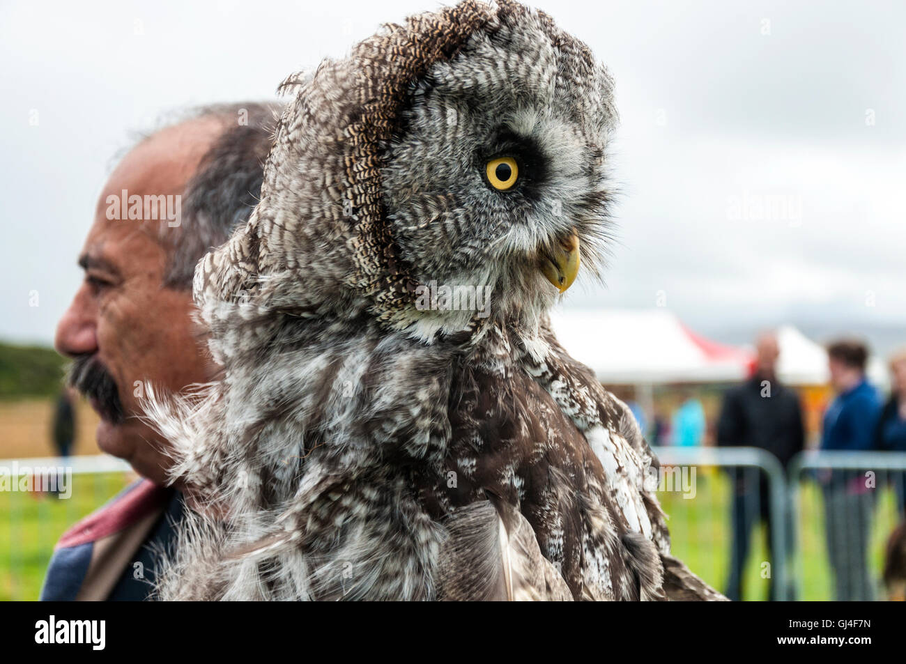 Ardara, County Donegal, Ireland. 13th Aug, 2016. A Grey Owl keeps an ...