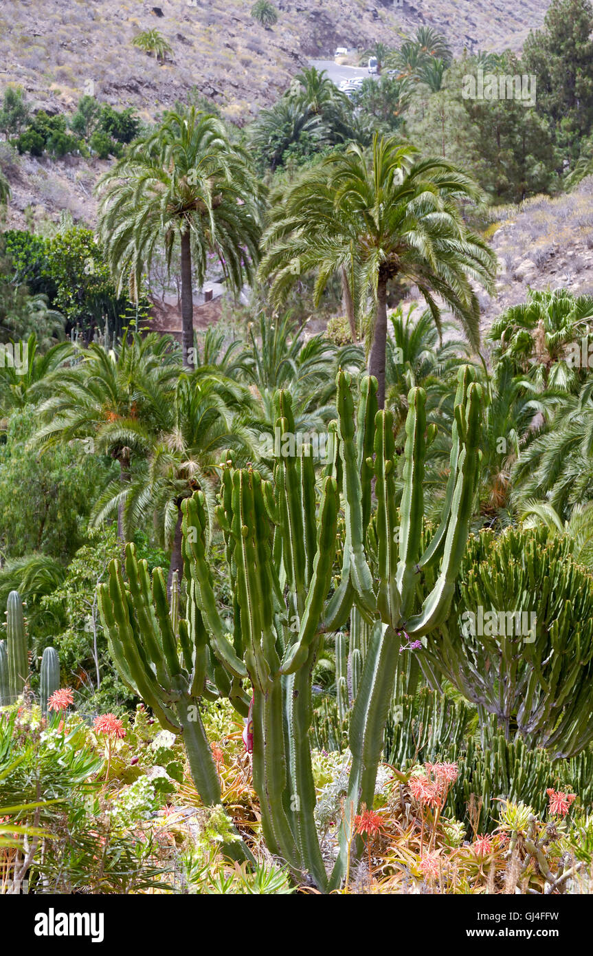cactus and palms Stock Photo - Alamy