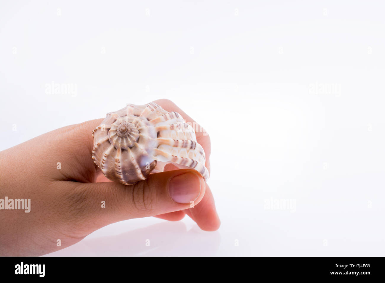 Hand holding Beautiful sea shell on a white background Stock Photo - Alamy
