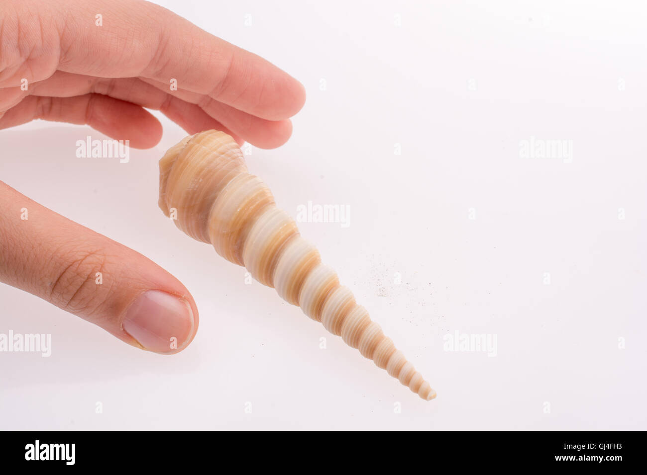 Hand holding Beautiful sea shell on a white background Stock Photo - Alamy