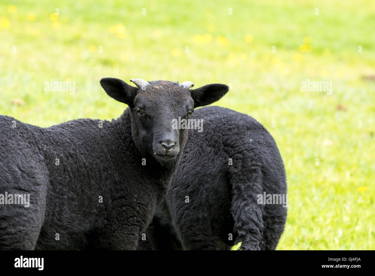 Lamb small horns hi-res stock photography and images - Alamy