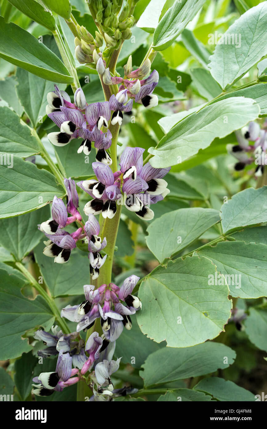 Bean Plant Flower Stock Photos & Bean Plant Flower Stock Images - Alamy