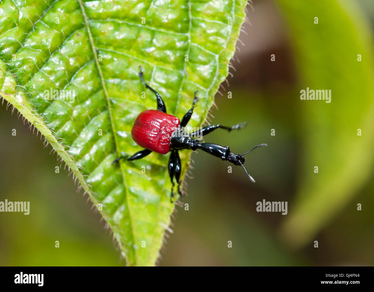 Female giraffe weevil hi-res stock photography and images - Alamy