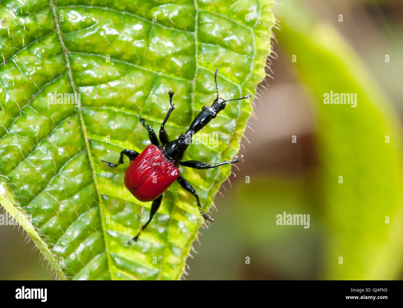 Giraffe necked weevil hi-res stock photography and images - Alamy