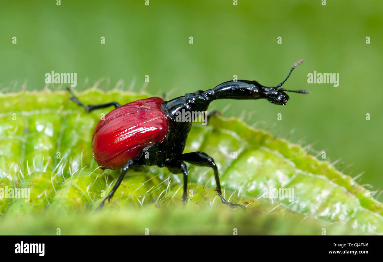 Female giraffe weevil hi-res stock photography and images - Alamy