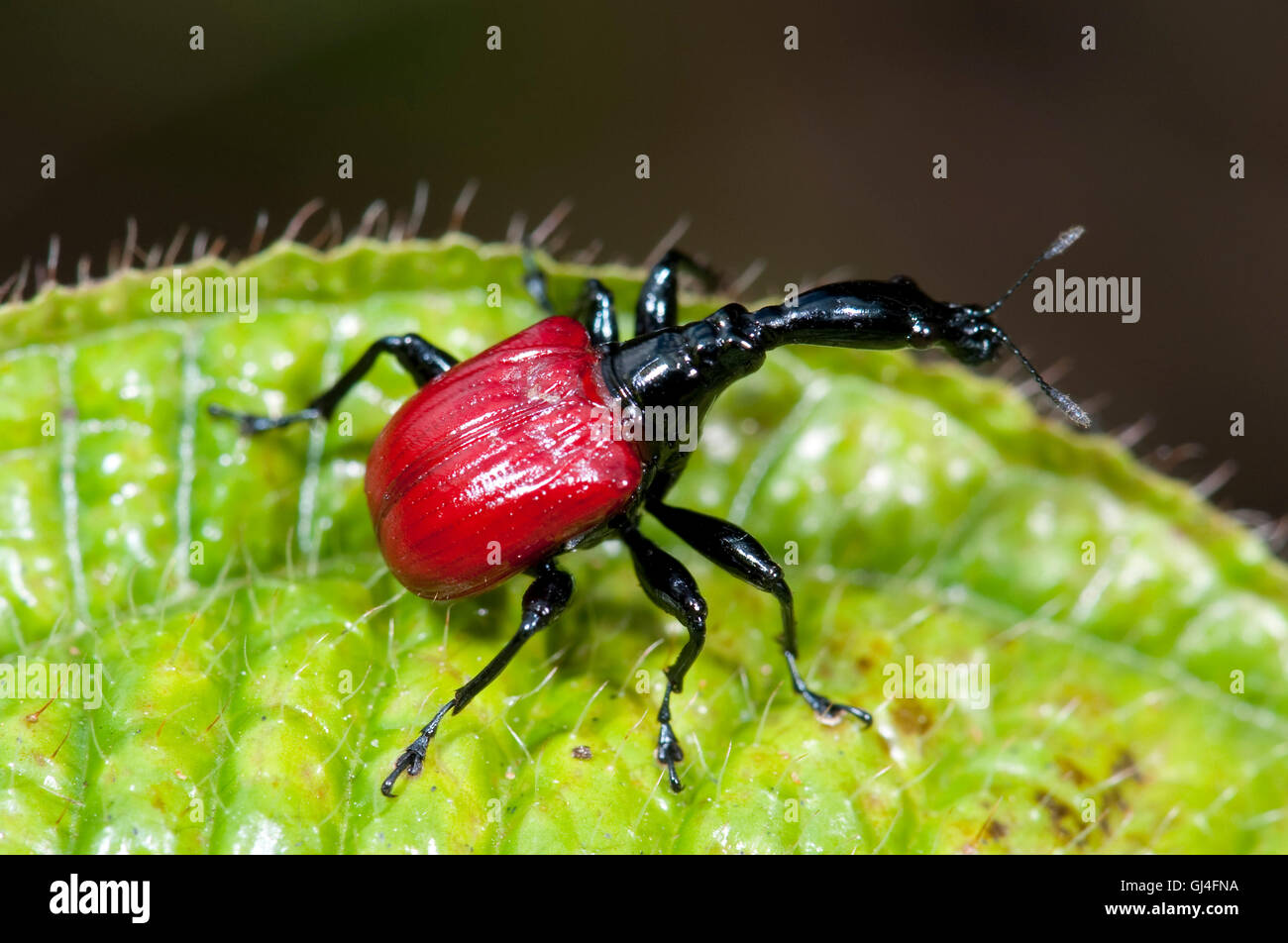 Giraffe Necked Weevil Trachelophorus giraffa Madagascar Stock Photo - Alamy