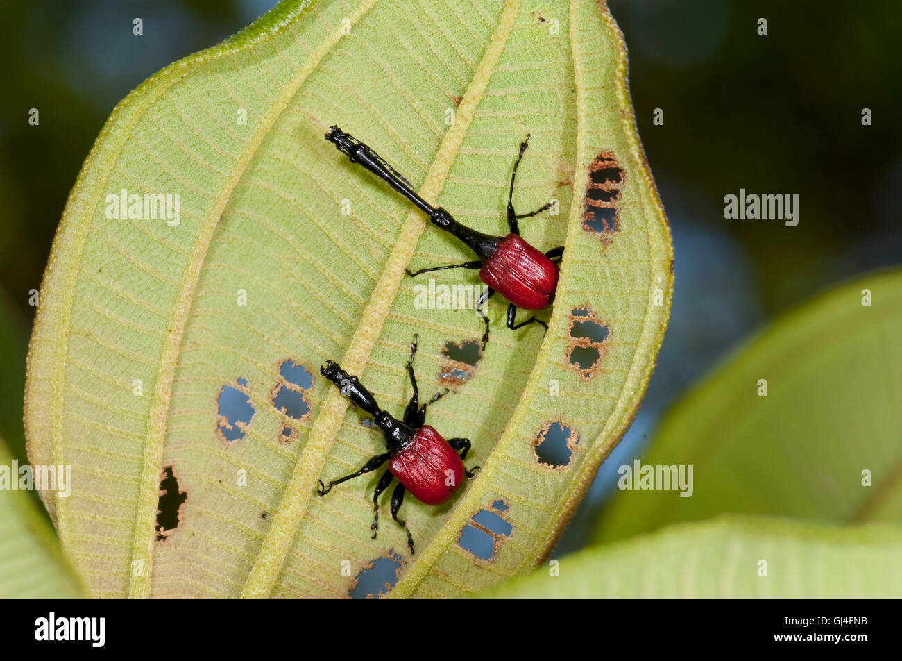 Female giraffe weevil hi-res stock photography and images - Alamy