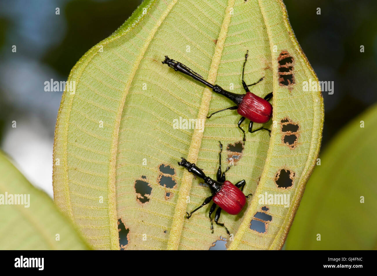 Female giraffe weevil hi-res stock photography and images - Alamy