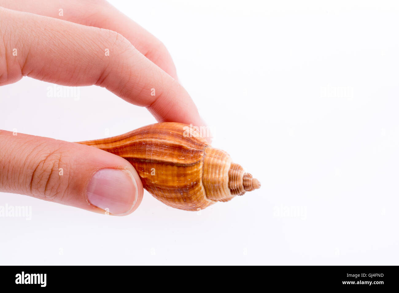 Hand holding Beautiful sea shell on a white background Stock Photo - Alamy