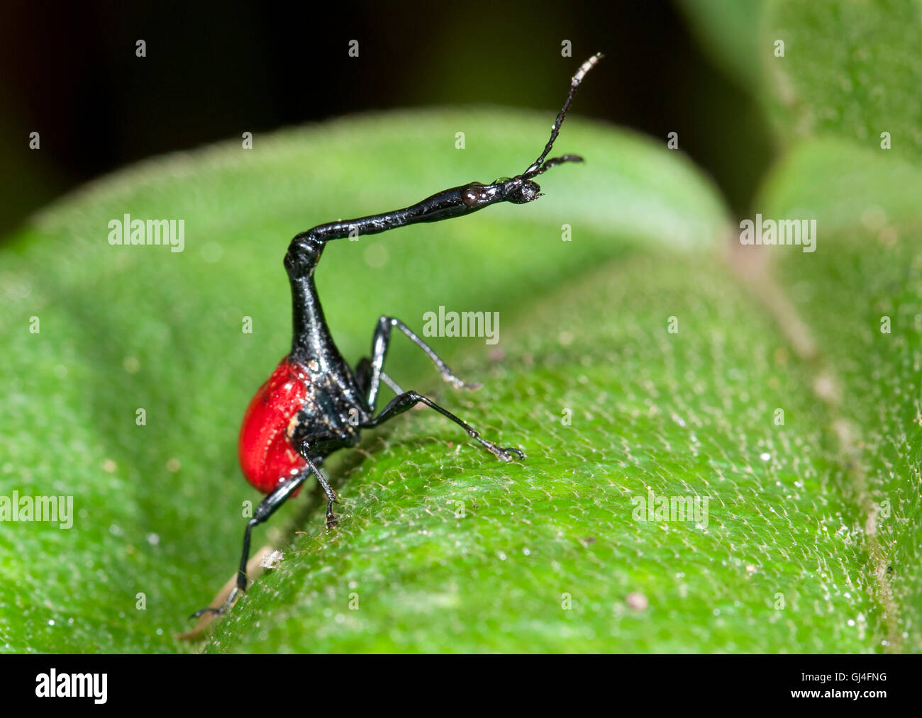 Giraffe Necked Weevil Trachelophorus giraffa Madagascar Stock Photo - Alamy