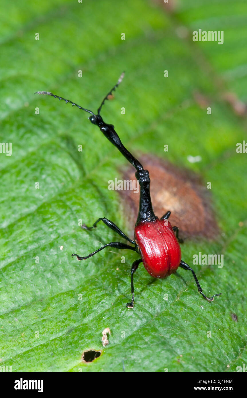 Giraffe necked weevil hi-res stock photography and images - Alamy