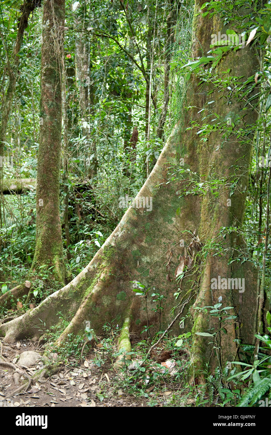 Rainforest buttress tree hi-res stock photography and images - Alamy