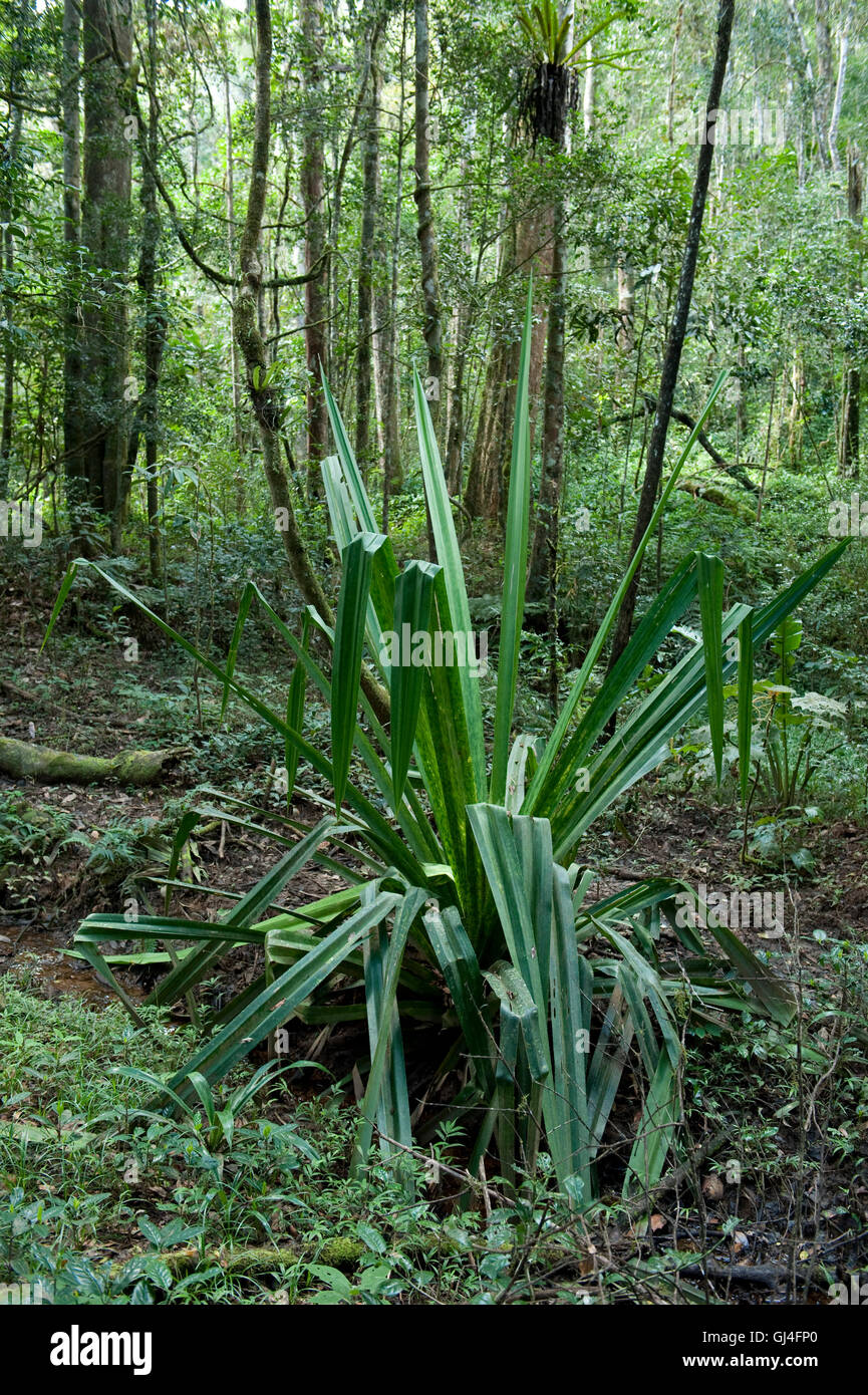 Rainforest Pandanus utilis Madagascar Stock Photo - Alamy