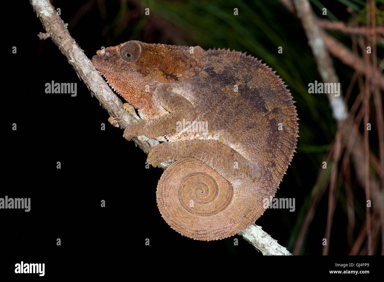 Elephant Eared Chameleon Calumma brevicornis Madagascar Stock Photo - Alamy