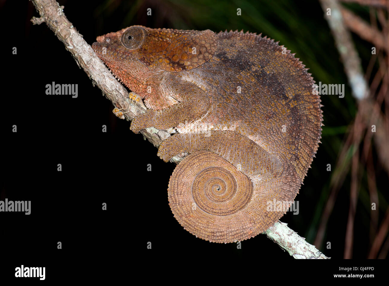 Elephant Eared Chameleon Calumma brevicornis Madagascar Stock Photo - Alamy