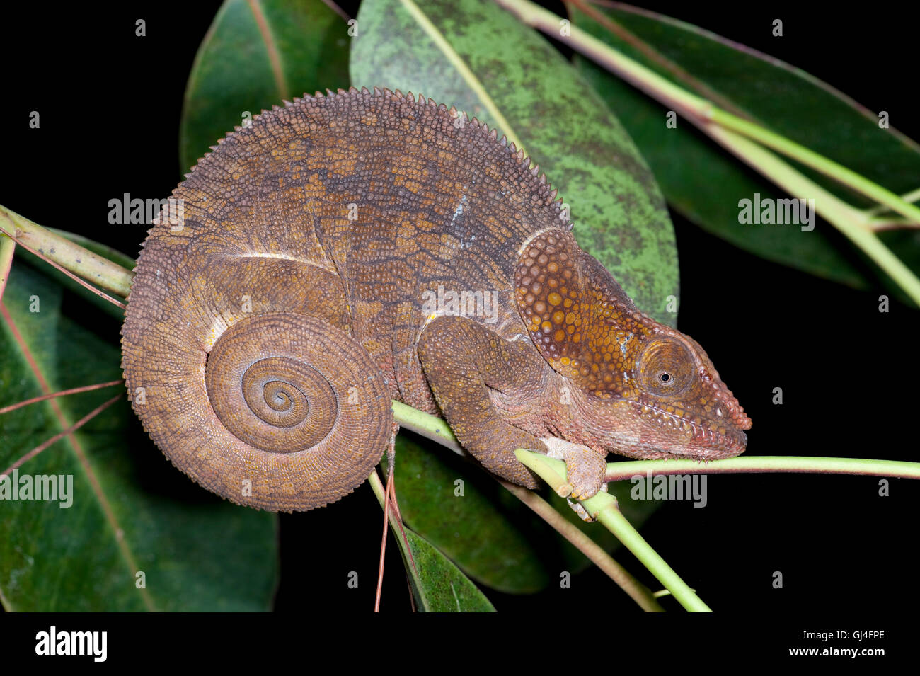 Elephant eared chameleon hi-res stock photography and images - Alamy