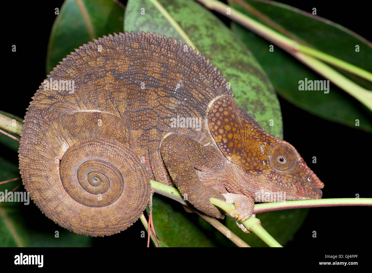 Elephant Eared Chameleon Calumma brevicornis Madagascar Stock Photo - Alamy