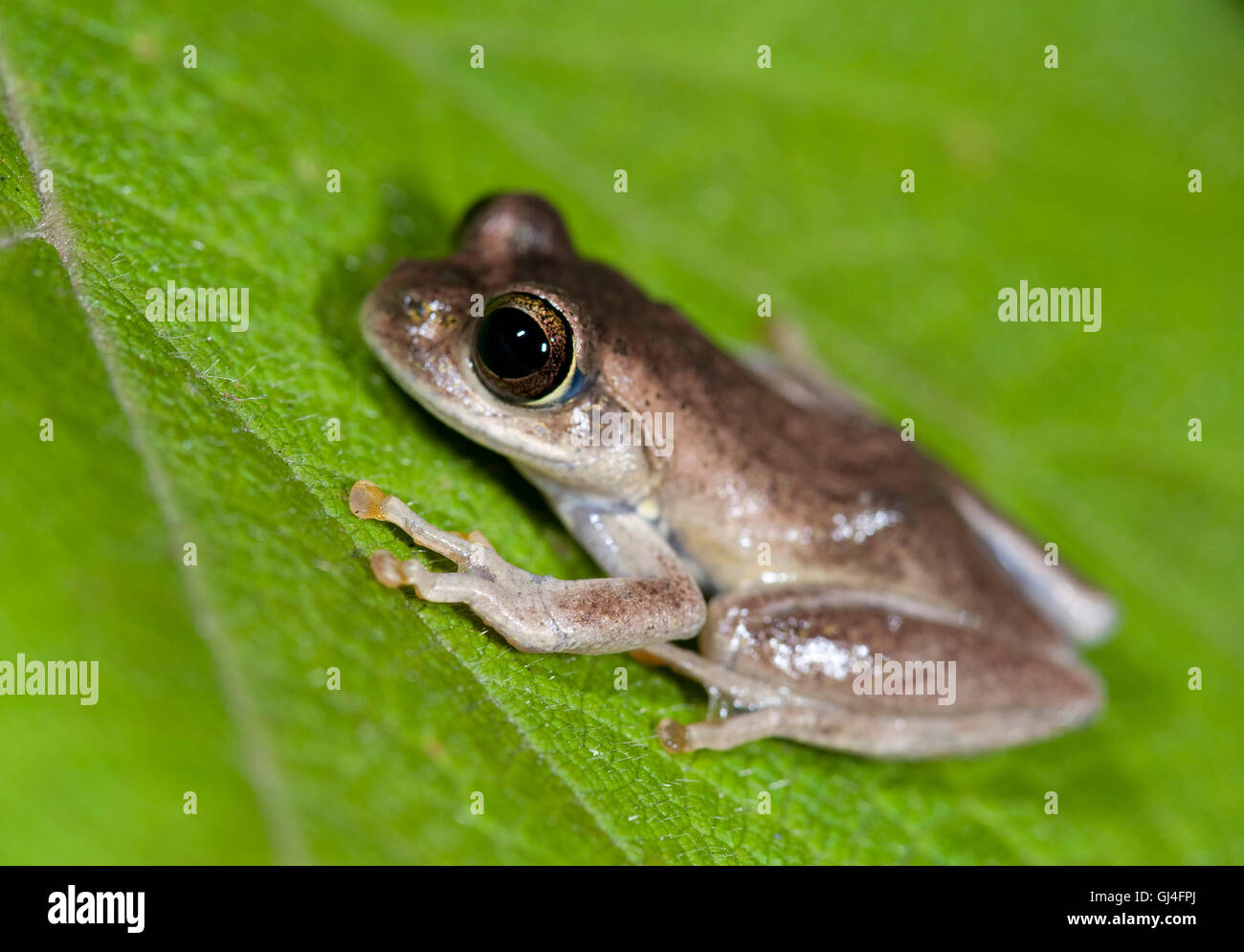 Frog Boophis Sp. Madagascar Stock Photo - Alamy