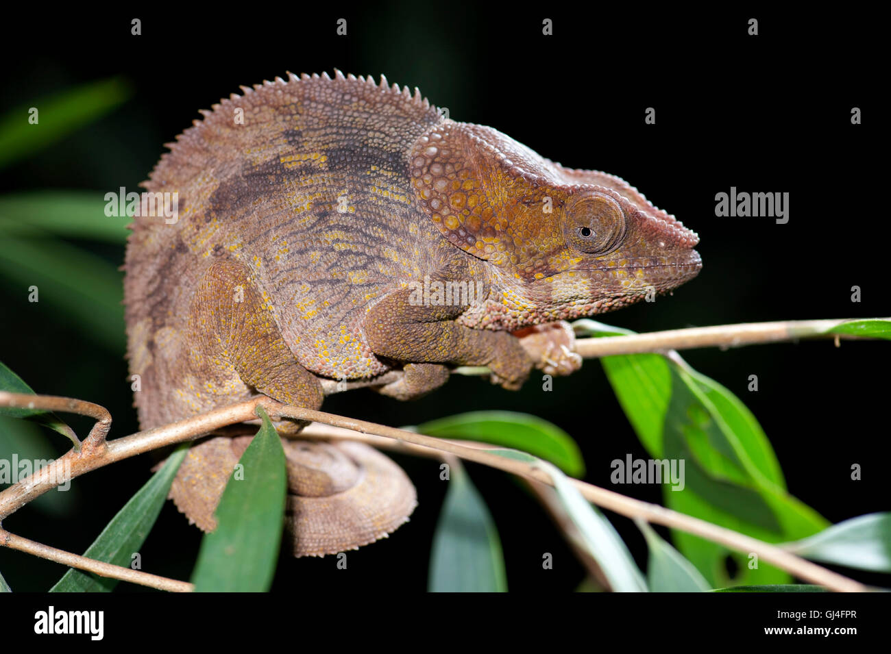 Elephant eared chameleon hi-res stock photography and images - Alamy