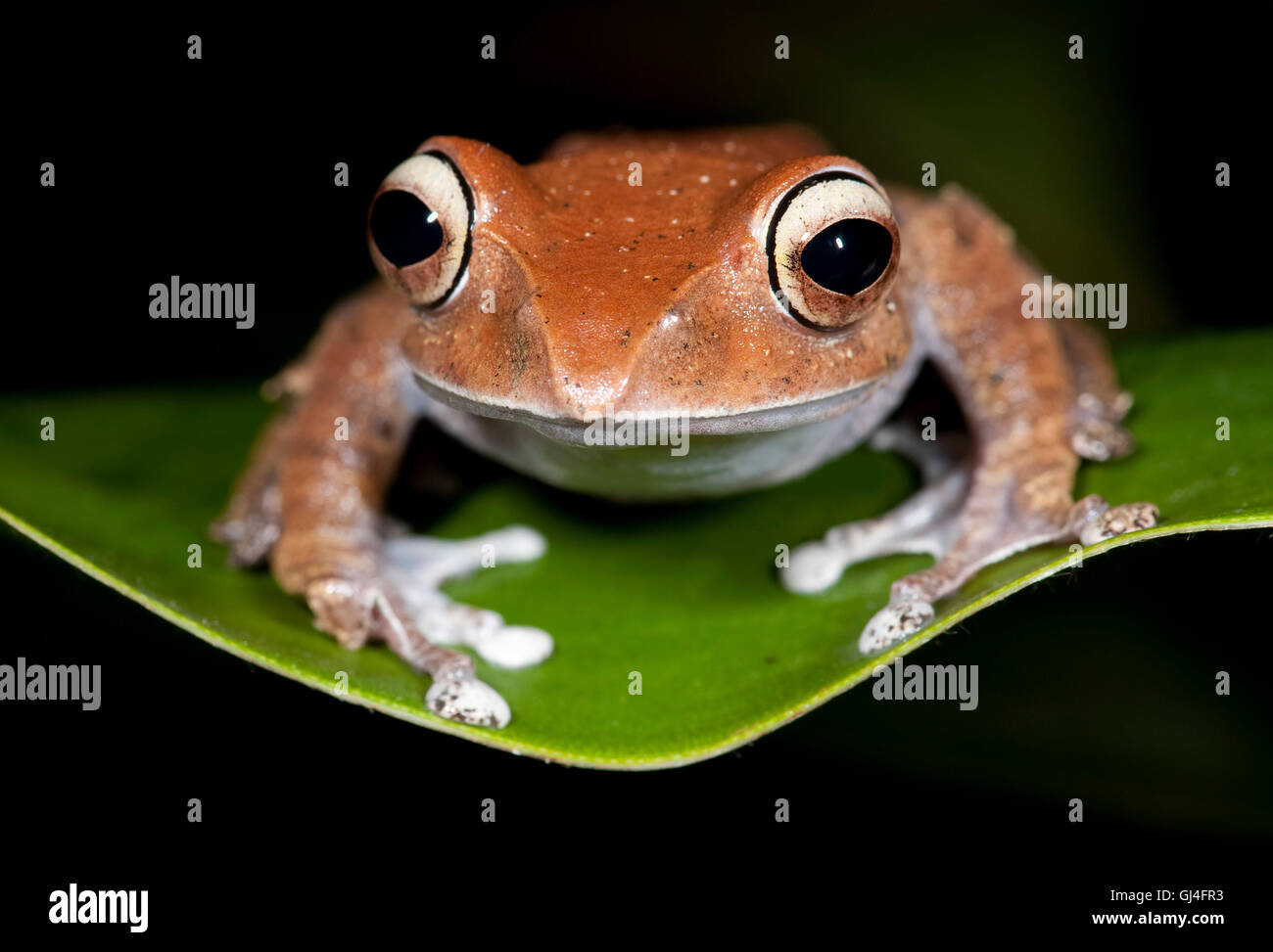 Madagascar Bright-eyed Frog Boophis madagascariensis Stock Photo - Alamy