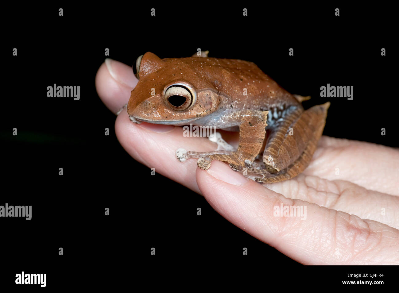 Madagascar Bright-eyed Frog Boophis madagascariensis Stock Photo - Alamy