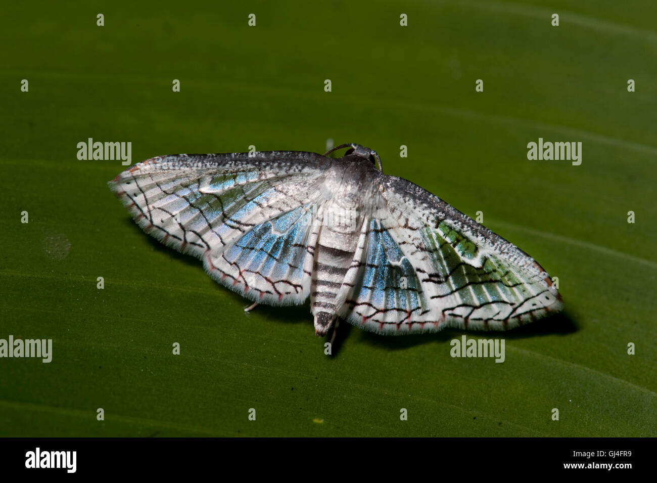 Blue shimmering moth hi-res stock photography and images - Alamy