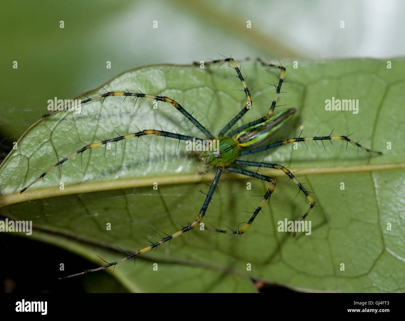 Malagasy Green Lynx Spider Peucetia madagascariensis Stock Photo - Alamy
