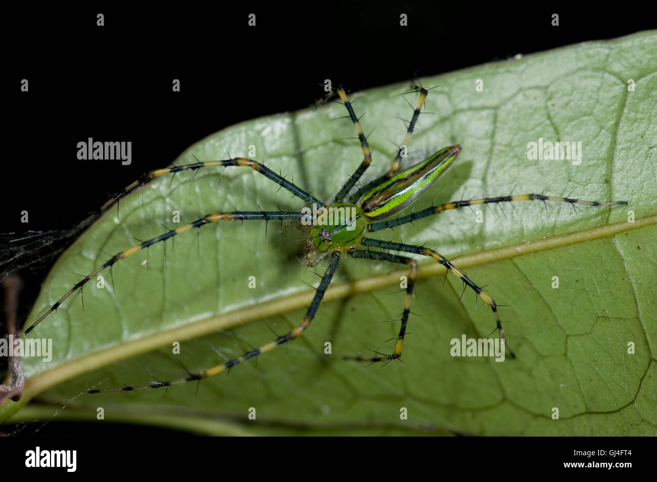 Malagasy Green Lynx Spider Peucetia madagascariensis Stock Photo - Alamy