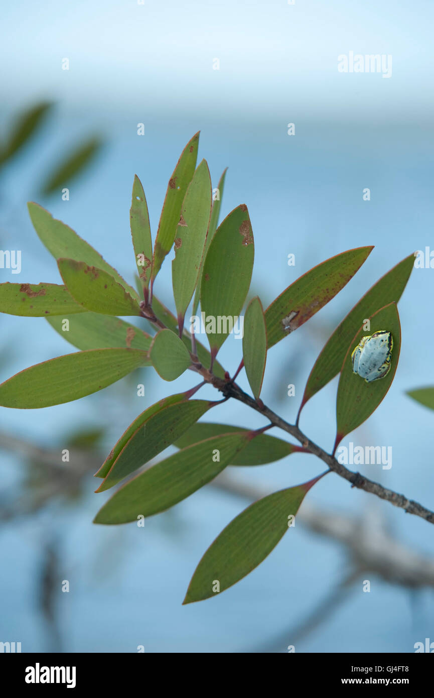 Madagascar Reed Frog Heterixalus madagascariensis Stock Photo - Alamy