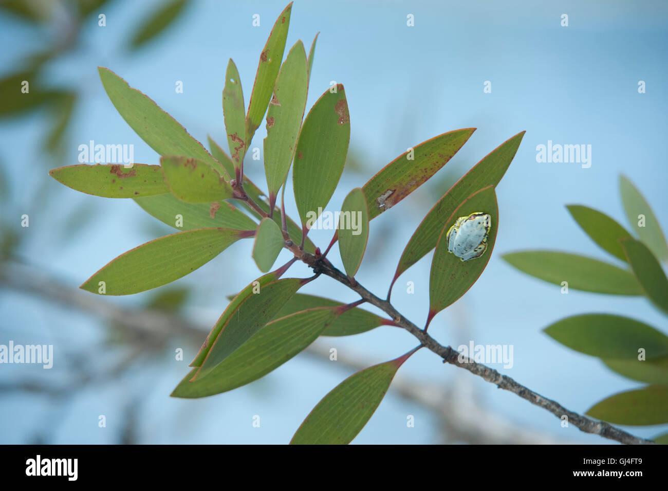 Madagascar reed frog hi-res stock photography and images - Alamy