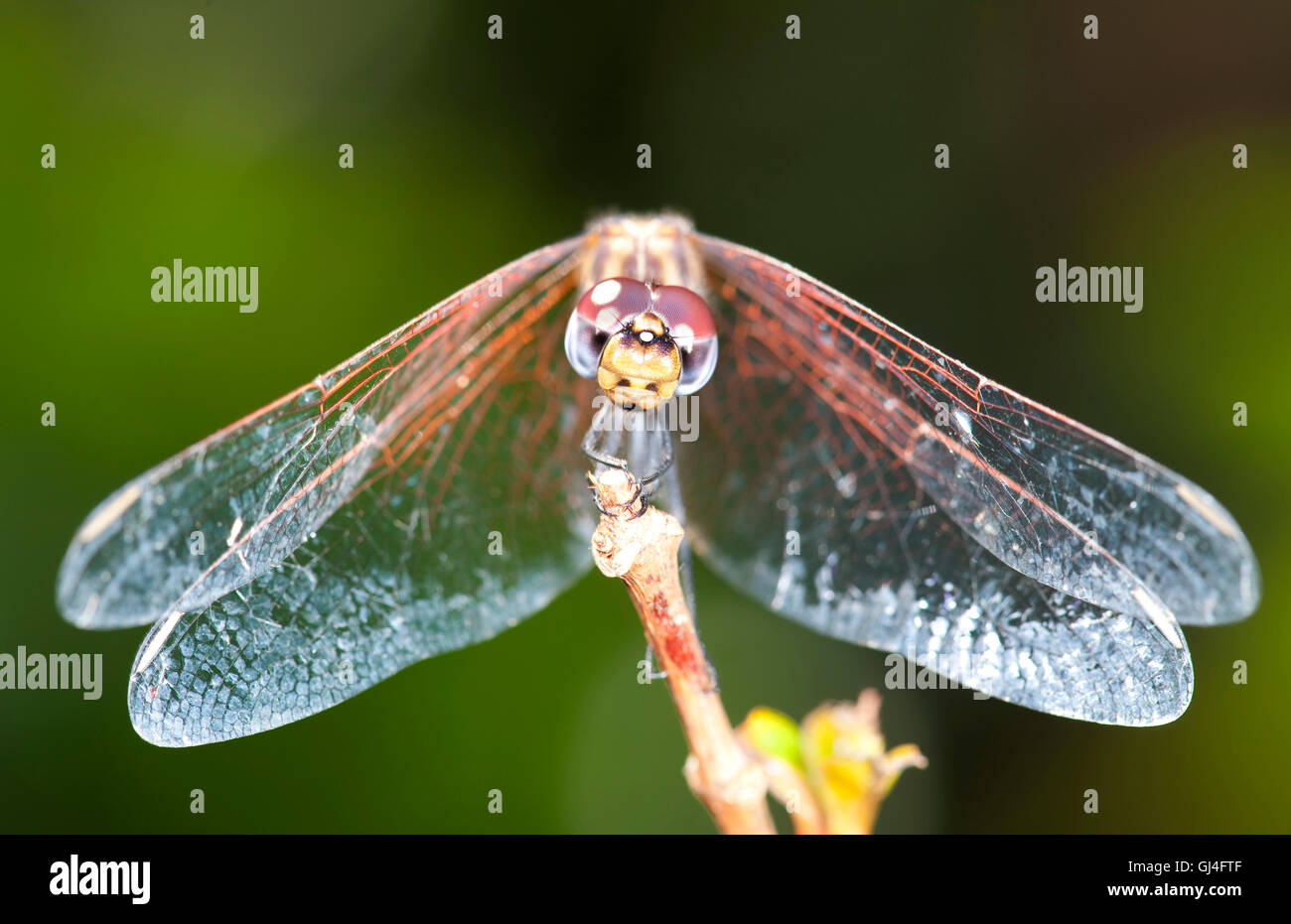 Close up large madagascar hi-res stock photography and images - Alamy