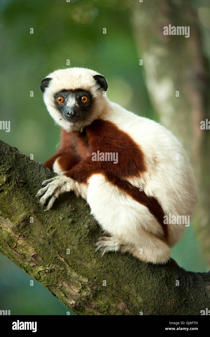 Coquerel's Sifaka Propithecus coquereli Madagascar Stock Photo - Alamy